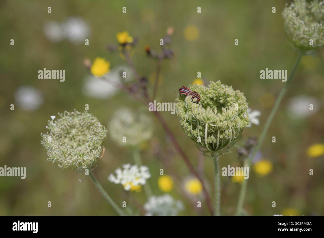 Wild carrot (Daucus carota), bug, insect-friendly, bee-friendly, bee ...