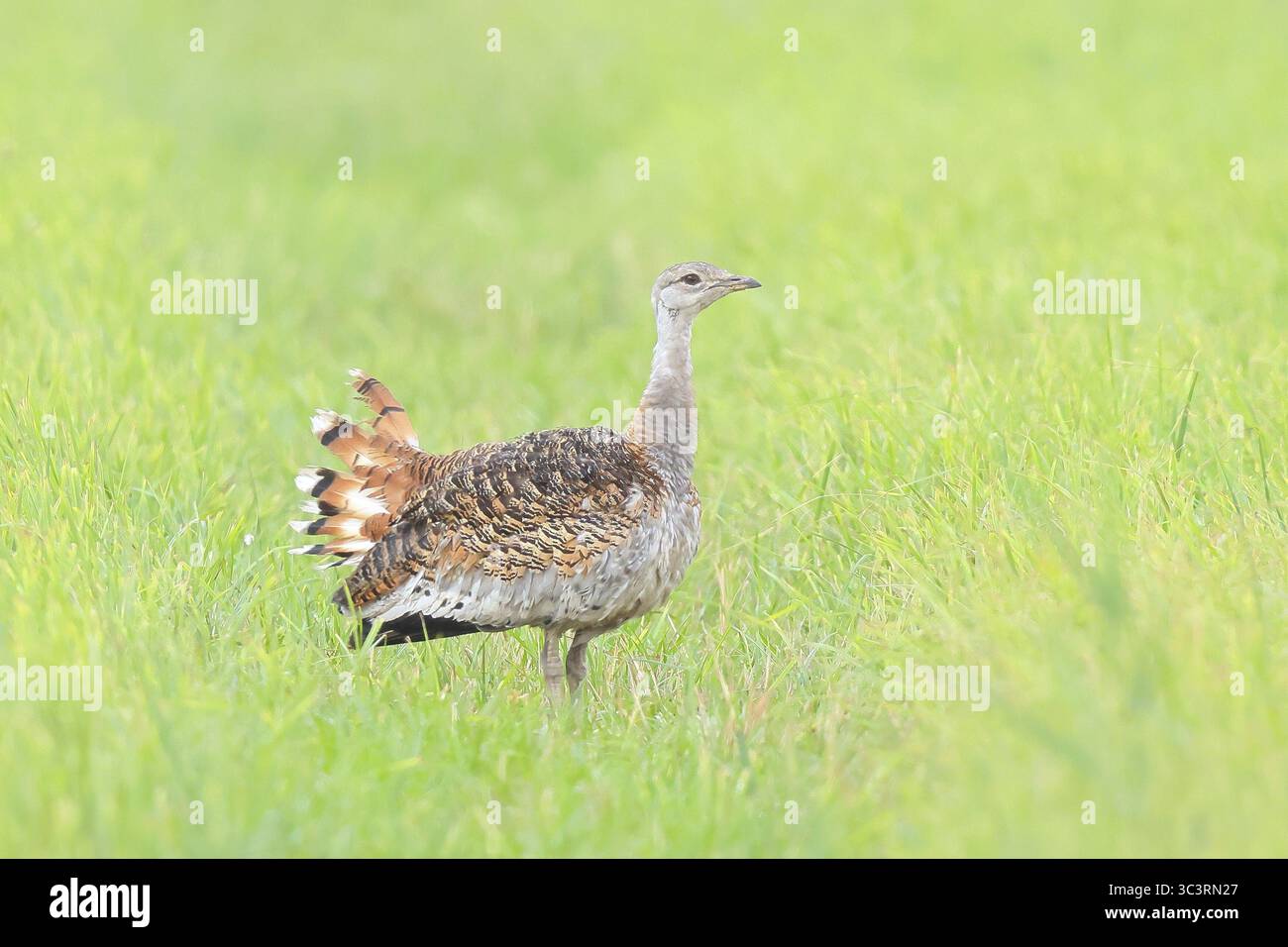 Great Bustard (Otis tarda), standing in a meadow, steppe bird ...