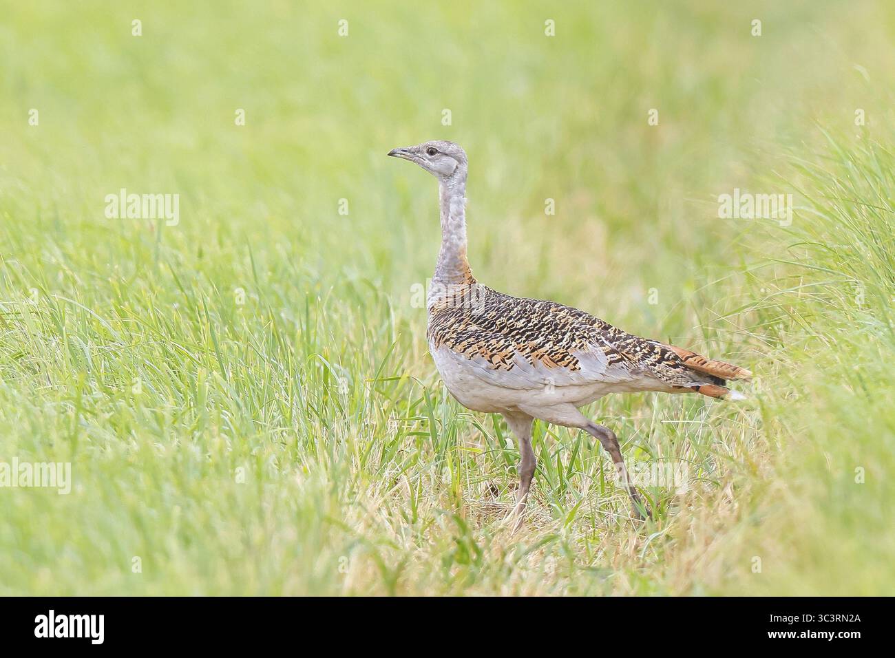 Great Bustard (Otis tarda), standing in a meadow, steppe bird ...