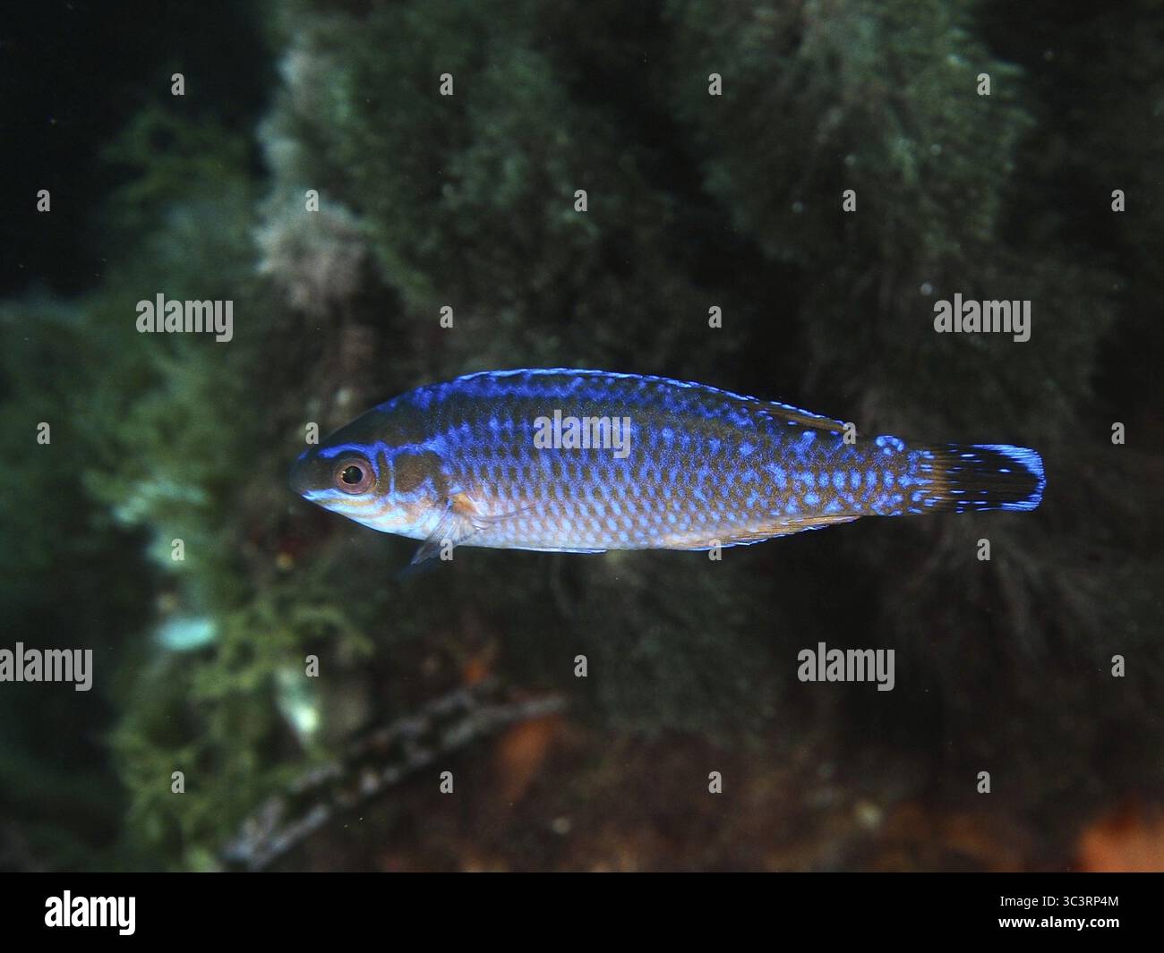 A blue fish, blacktail wrasse (Symphodus melanocercus), swimming in a ...