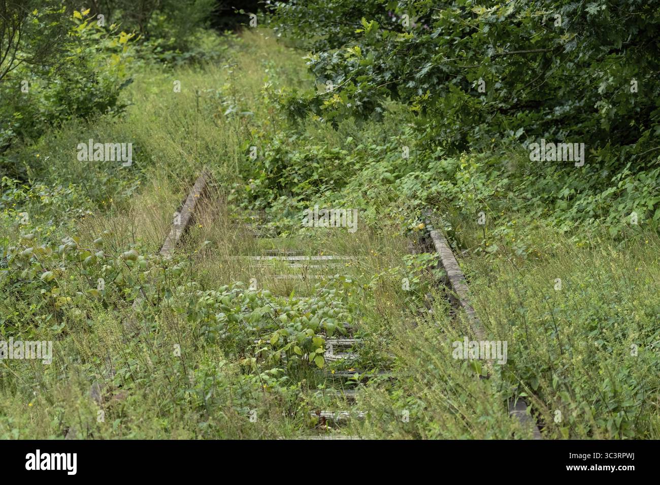 Old railway line disappearing under the vegetation, symbolizing the ...