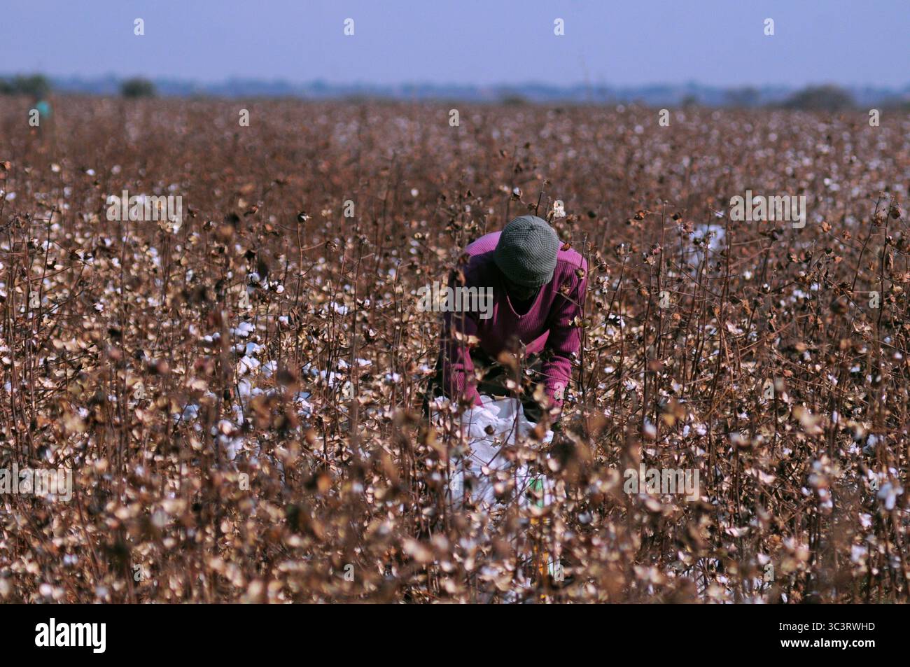 A community run co-operative harvests cotton crop near Marble Hall in ...