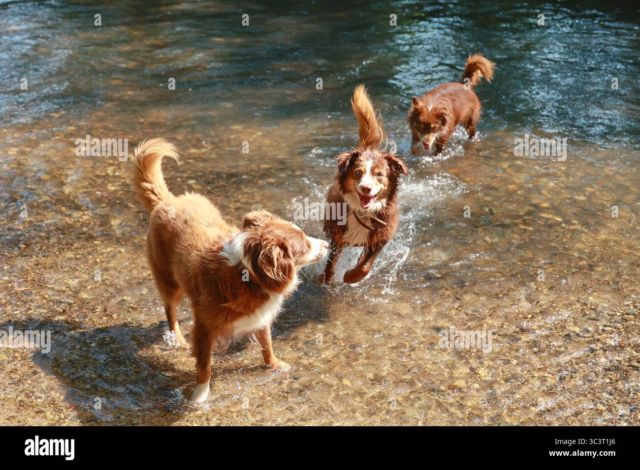 Three dogs are playing in a river Stock Photo - Alamy