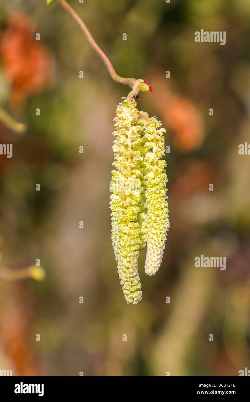Common Hazel (Corylus avellana) male flowers, catkins or lamb's tails ...