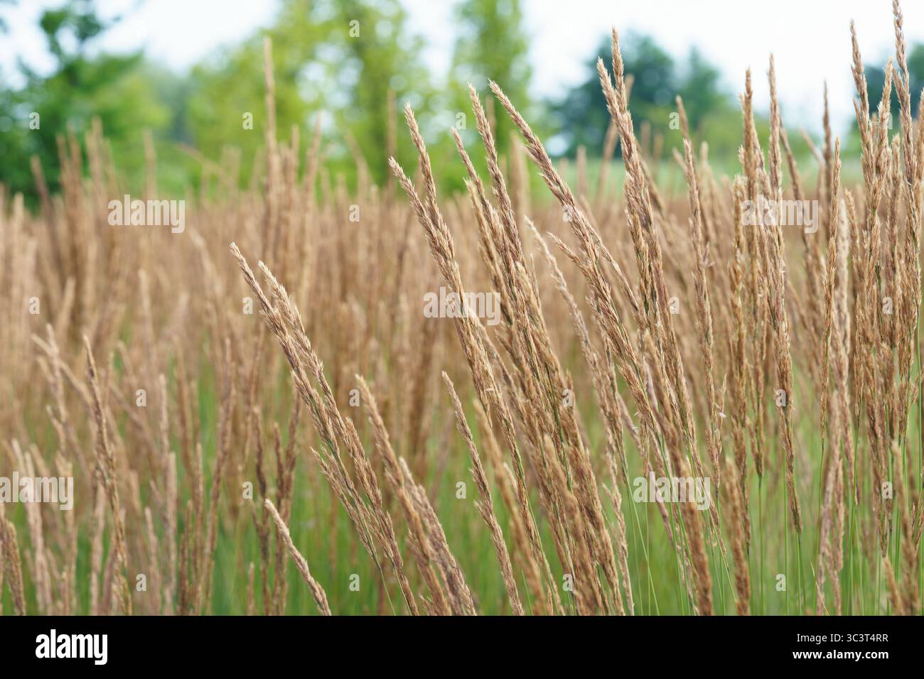 Tall grasses swaying in green hi-res stock photography and images - Alamy
