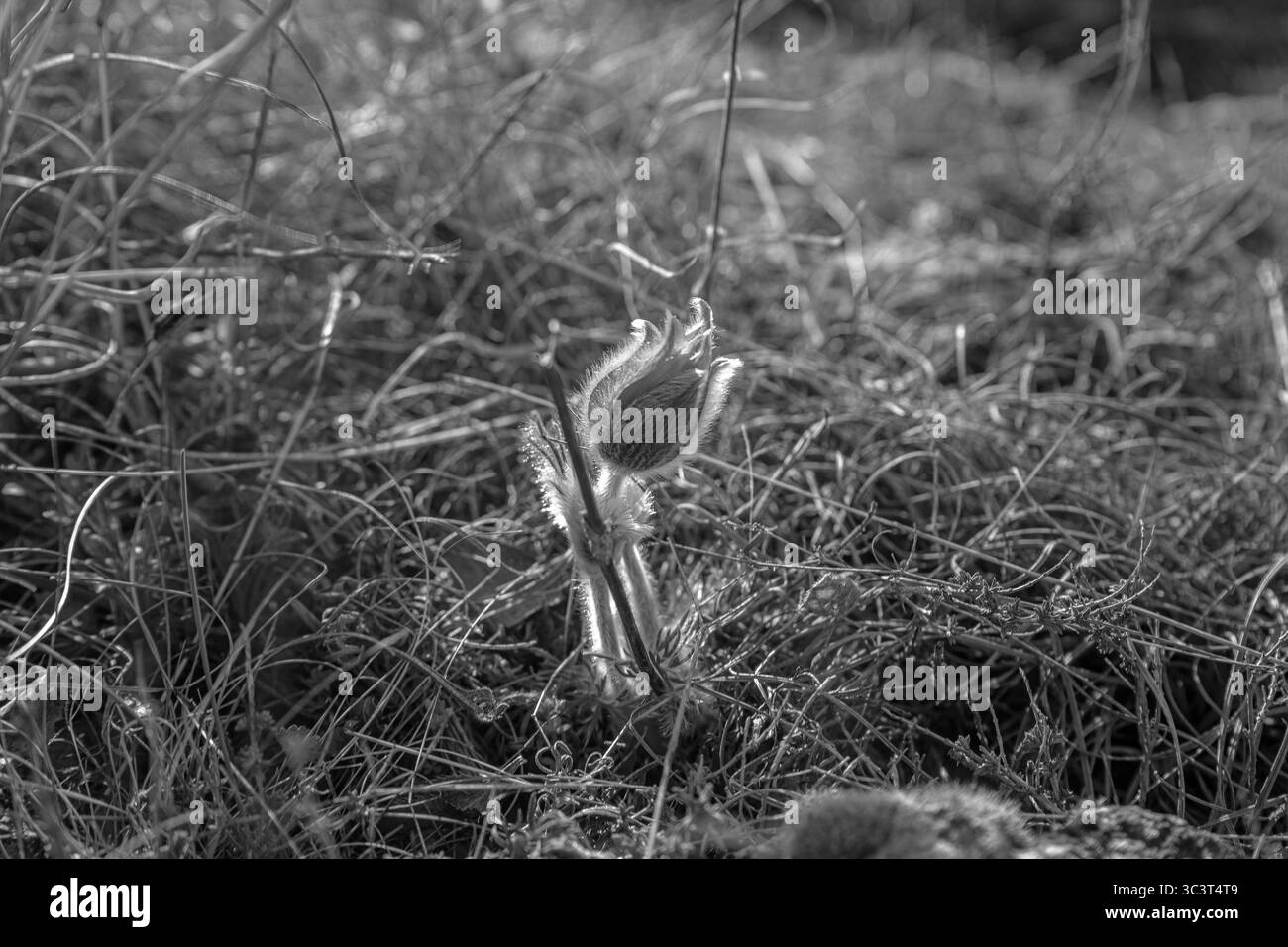 Dream eco Black and White Stock Photos & Images - Alamy