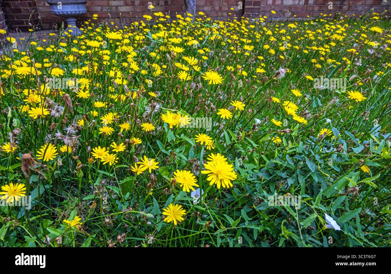 Small front lawn overgrown hi-res stock photography and images - Alamy