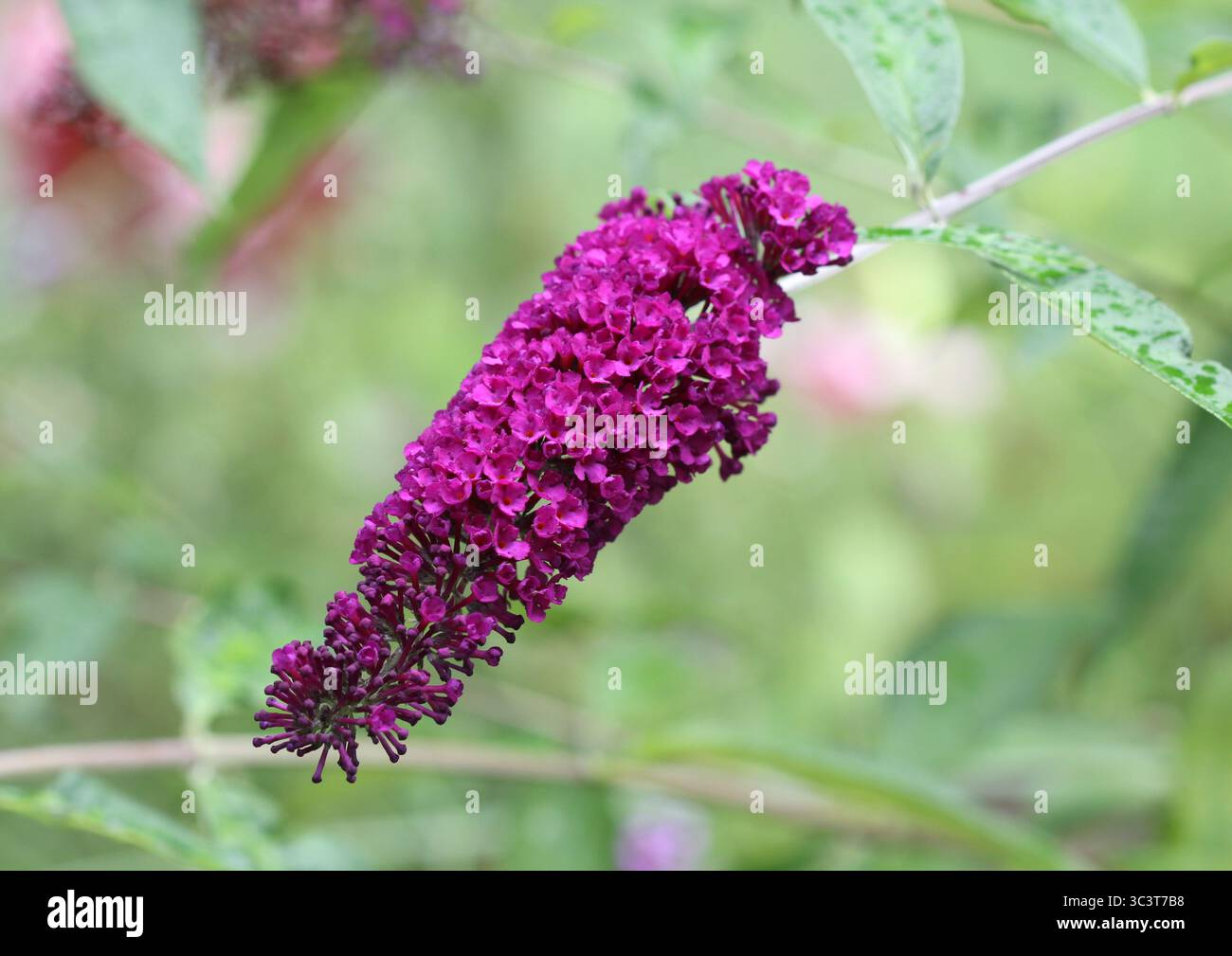 Buddleia royal red butterfly hi-res stock photography and images - Alamy