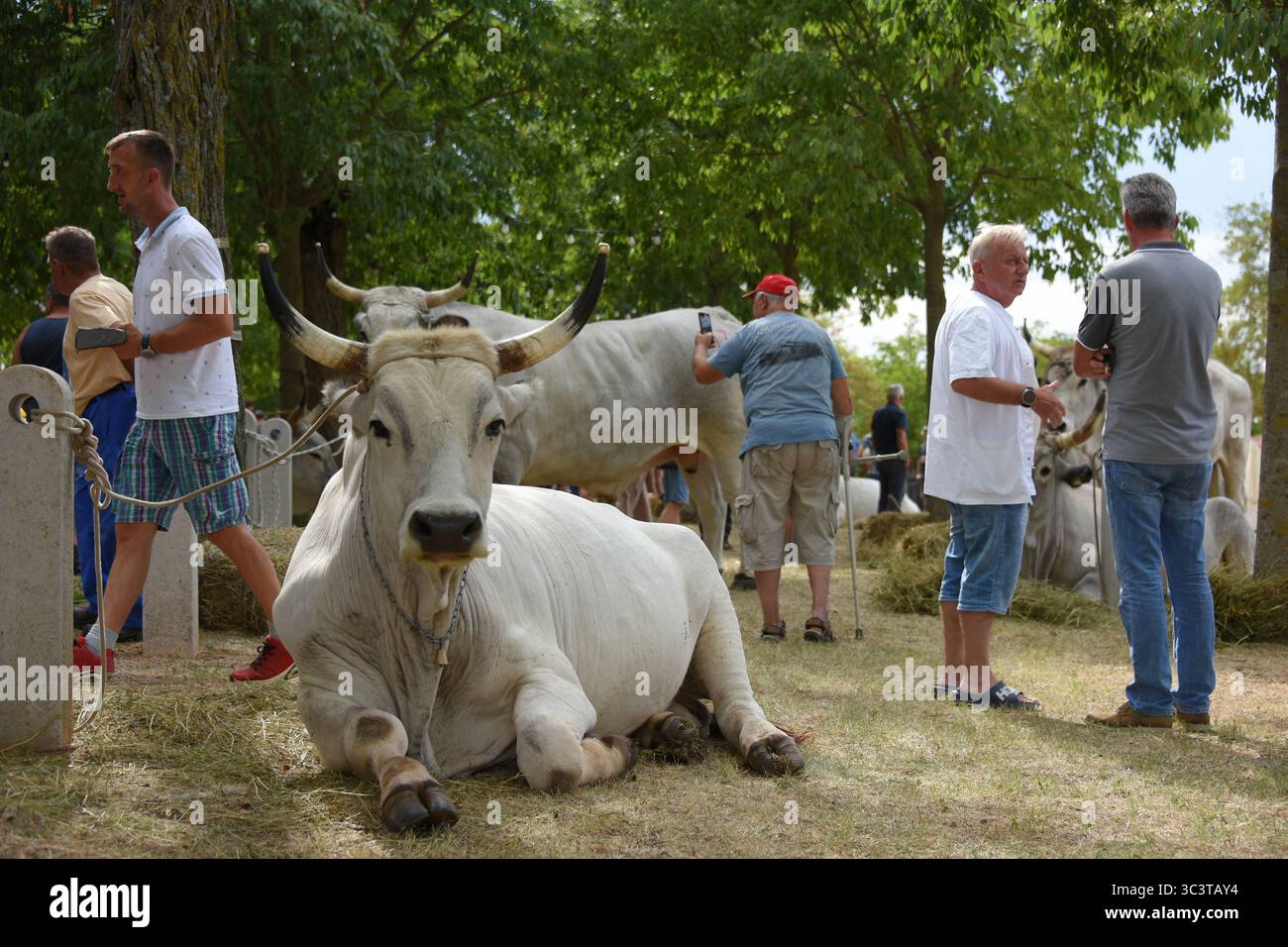 Boskarin, the autochthonous Istrian ox with huge horns is seen during a ...