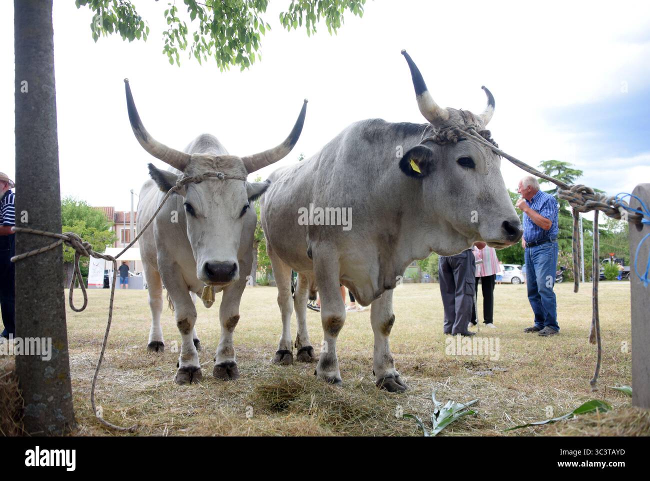 Boskarin, the autochthonous Istrian ox with huge horns is seen during a ...