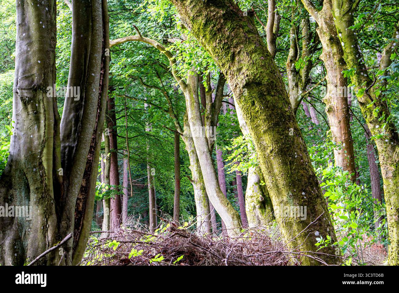 Breezy and damp weather scotland hi-res stock photography and images ...