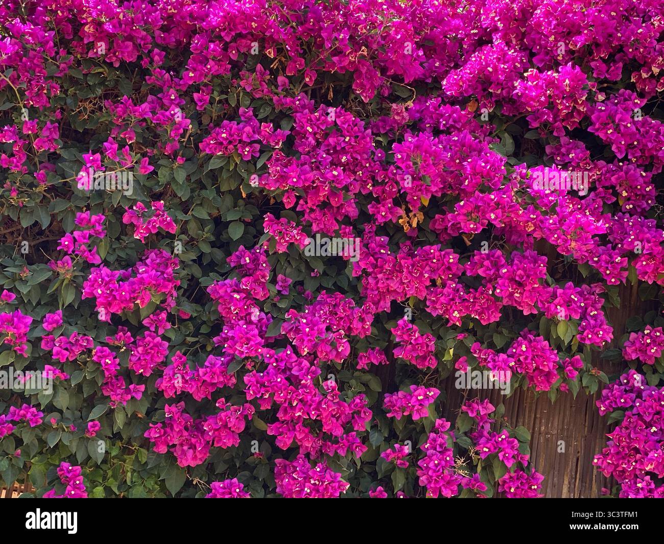 Bright magenta bougainvillea flowers create a stunning natural display ...