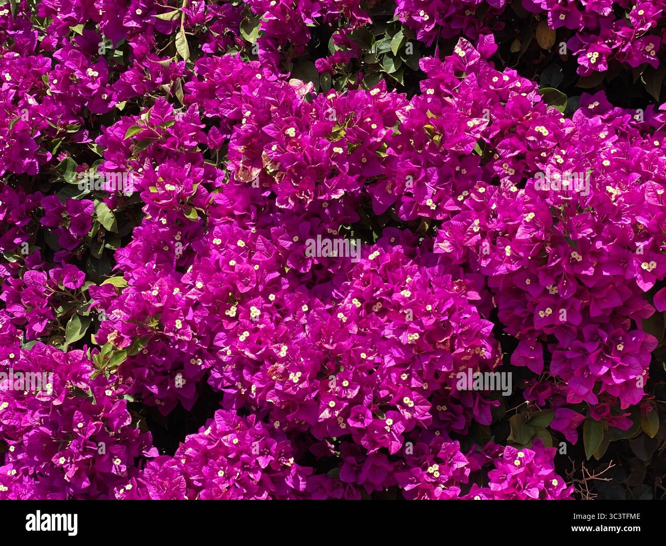 Bright magenta bougainvillea flowers create a stunning natural display ...