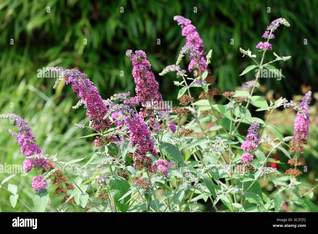 Invasive Neophyten in Gärten Der Sommerflieder, der als invasiver ...