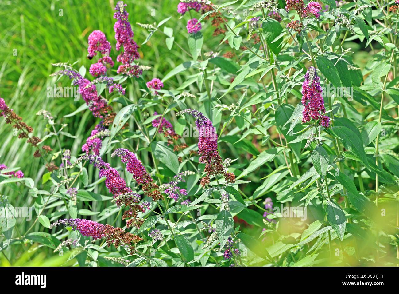 Invasive Neophyten in Gärten Der Sommerflieder, der als invasiver ...