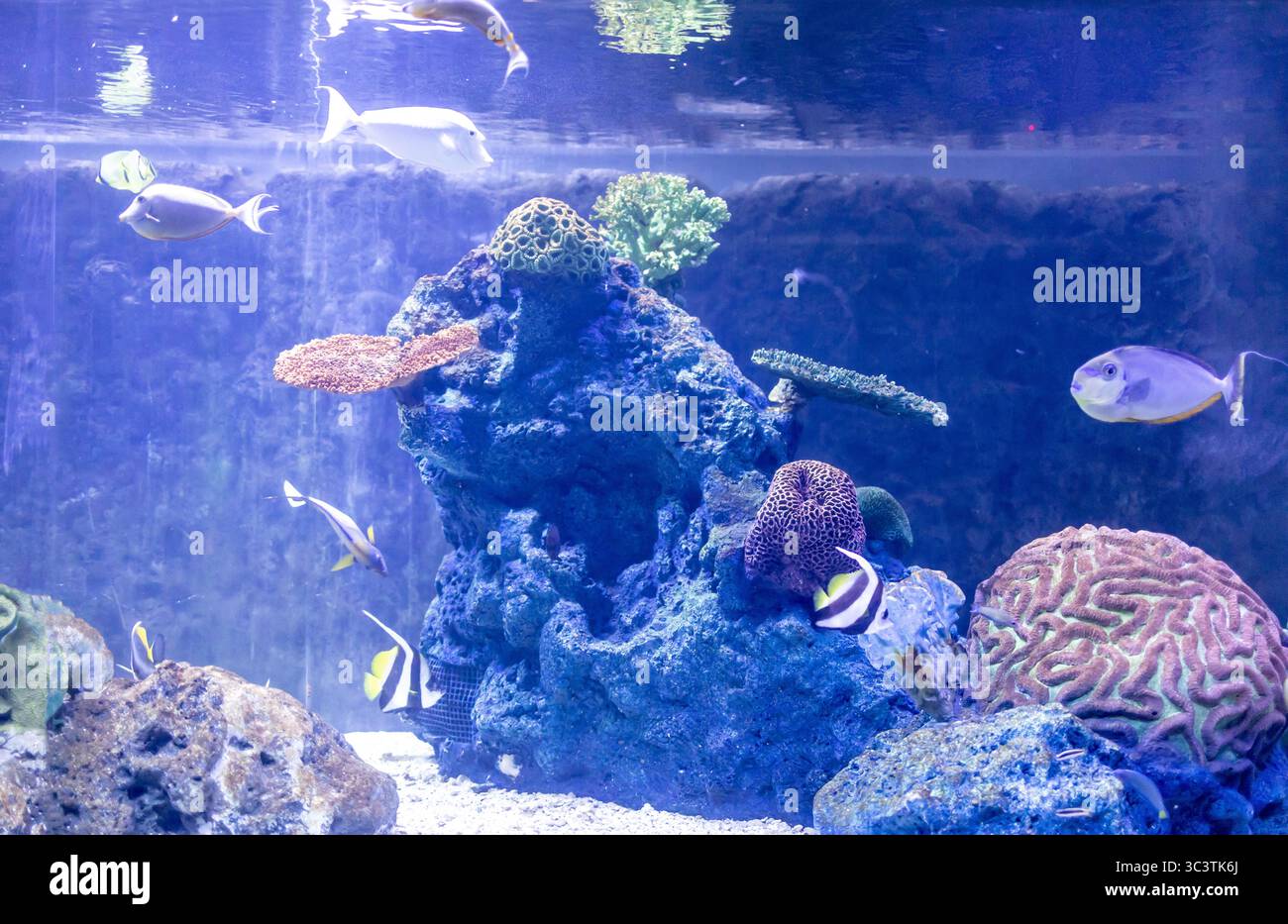 fish for big fish in the tank Stock Photo - Alamy