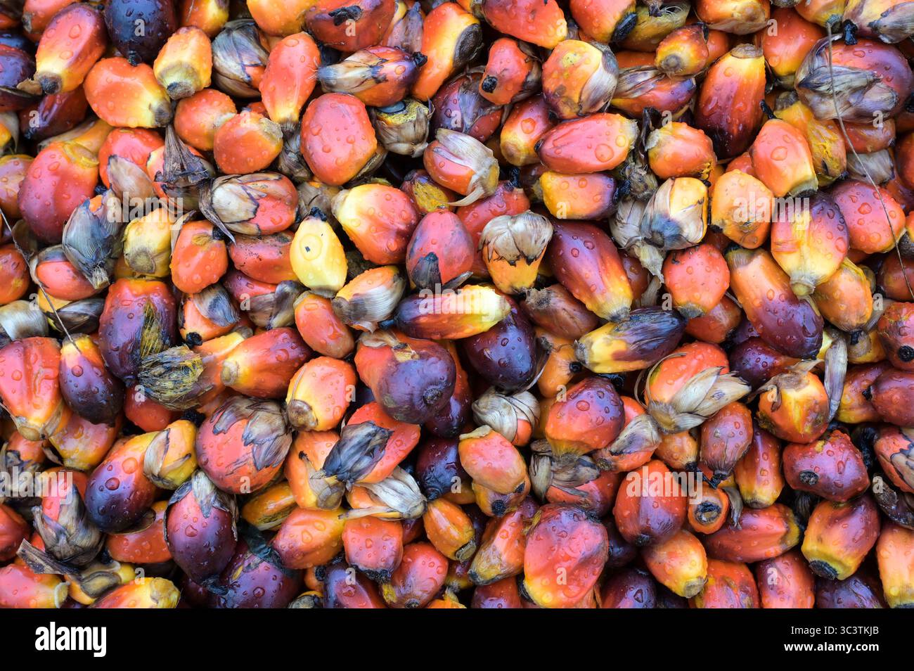 Palm kernel extract hi-res stock photography and images - Alamy