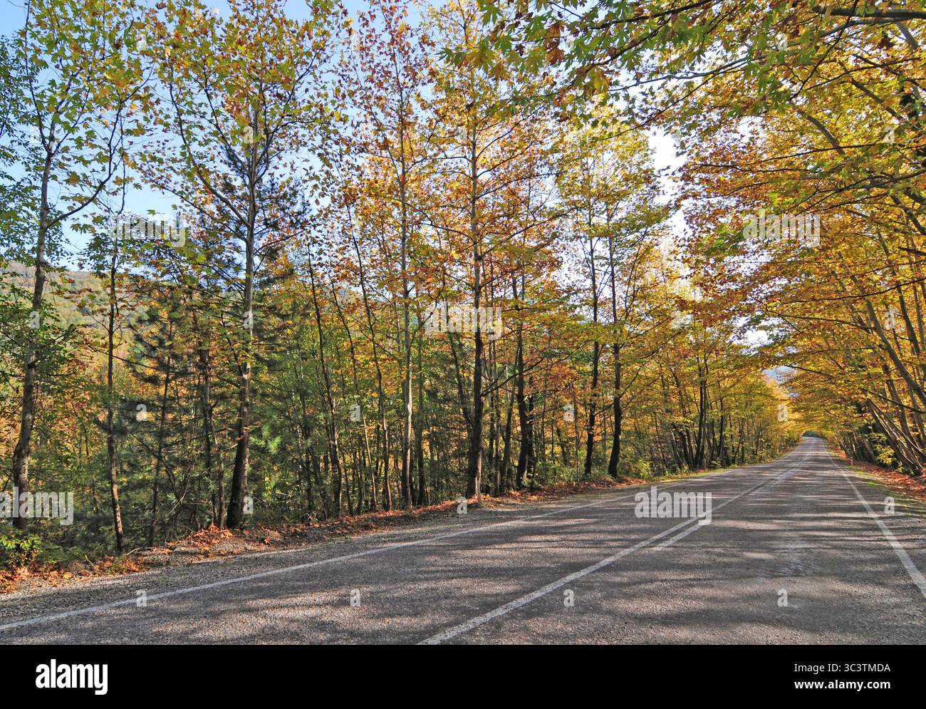 River tree lined road hi-res stock photography and images - Alamy