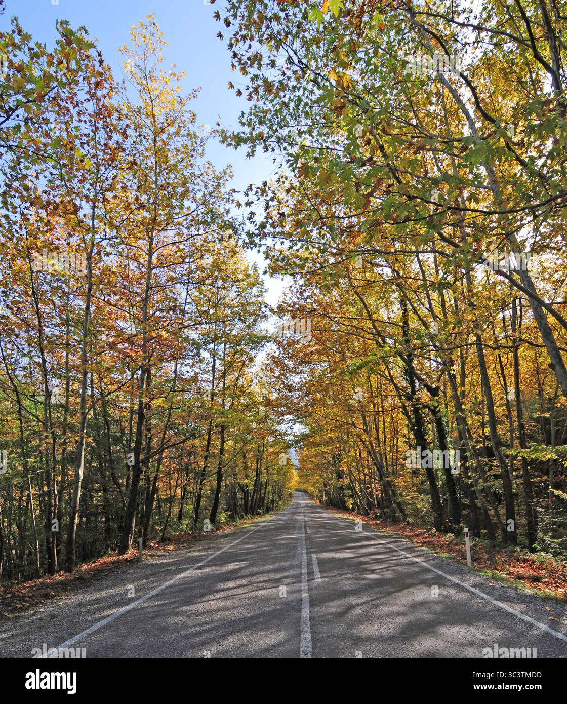 River tree lined road hi-res stock photography and images - Alamy