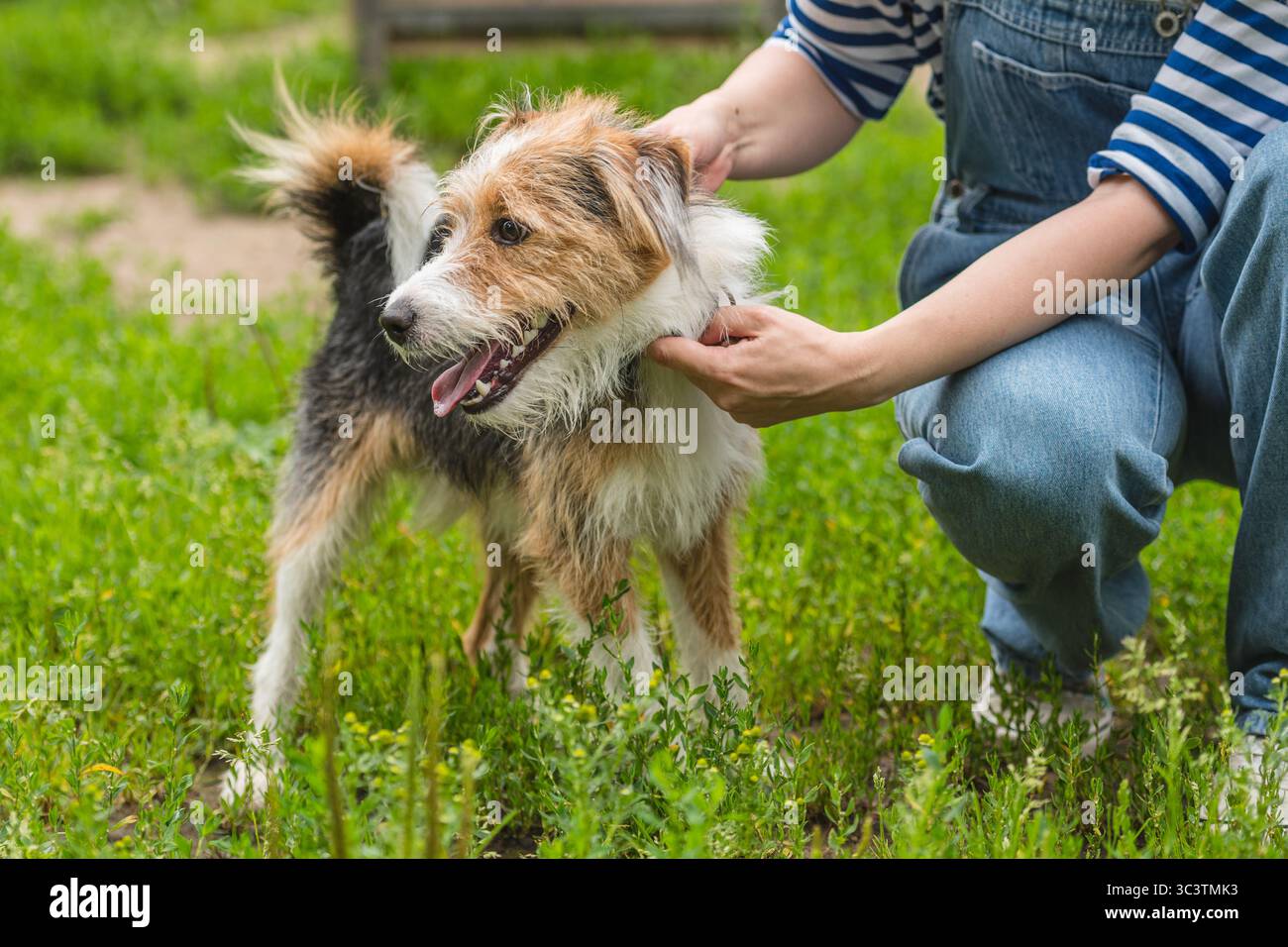 Happy scruffy dog hi-res stock photography and images - Alamy
