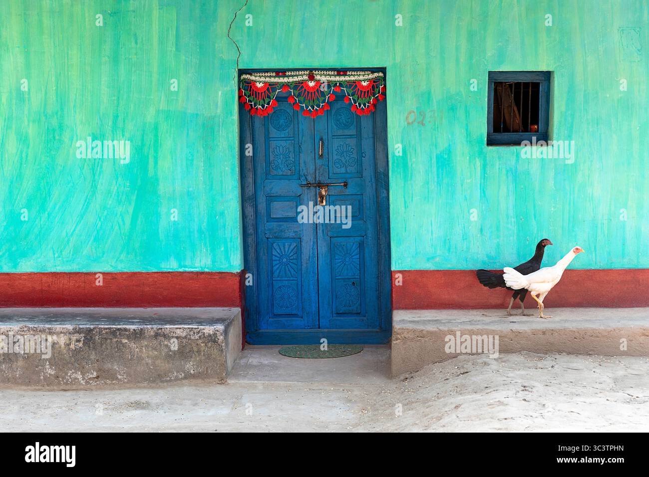 Black and white chicken walking in front of a colourful traditional ...