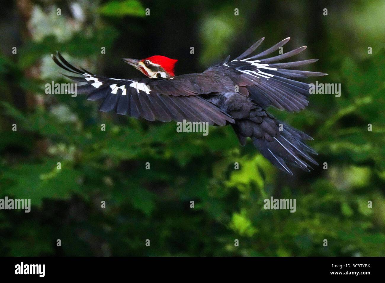 A pileated woodpecker flies in search of its next meal Sunday, July 27 ...