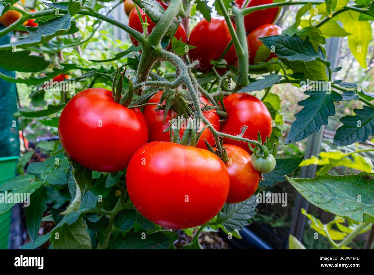Truss of home grown tomatoes growing and ripening in a greenhouse Stock ...