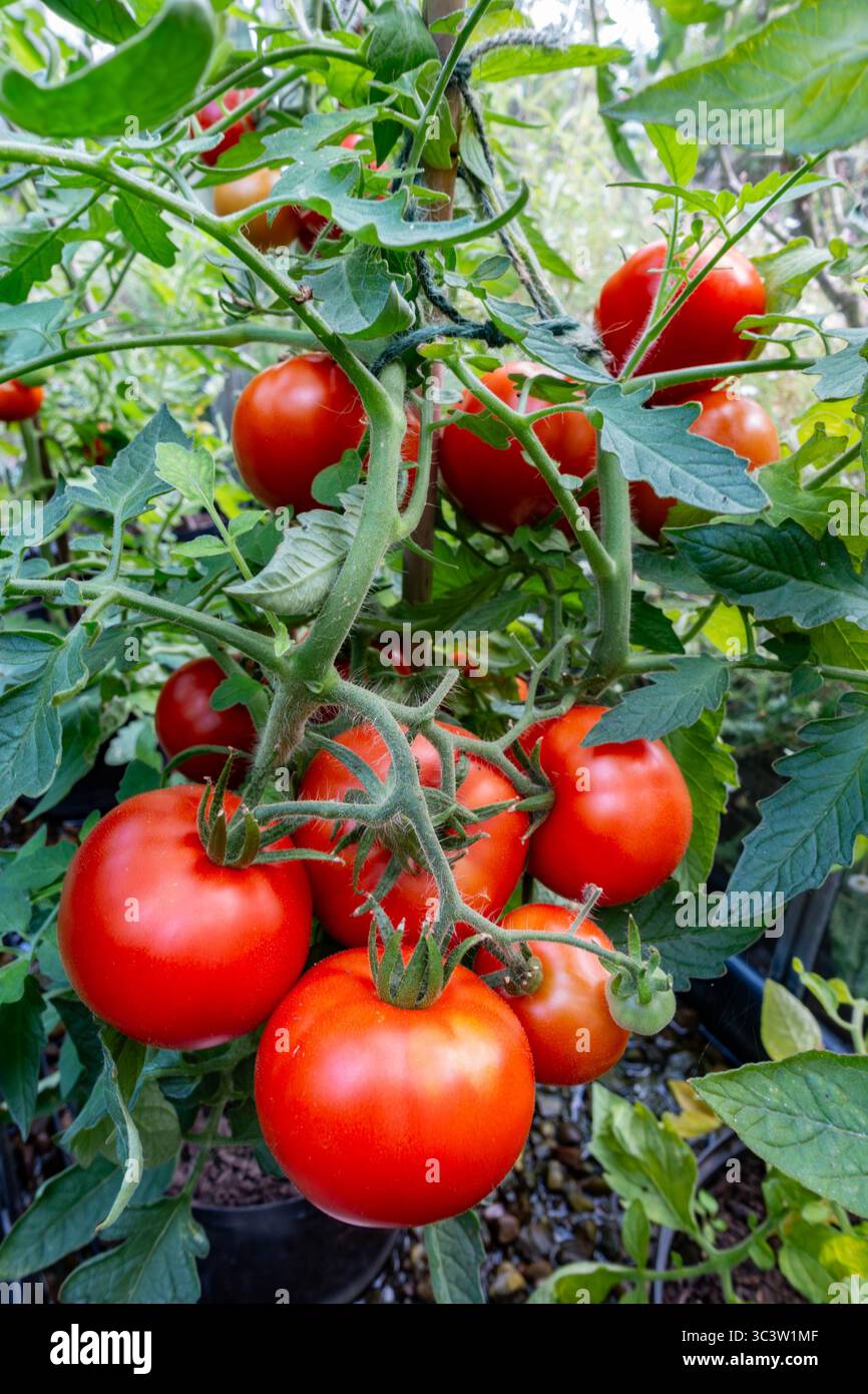 Truss of home grown tomatoes growing and ripening in a greenhouse Stock ...