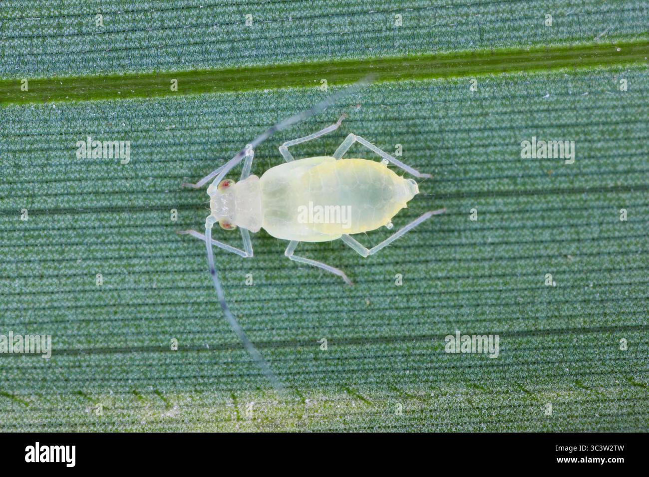 Wingless nymph of Black-spotted bamboo aphid, Takecallis arundinariae ...