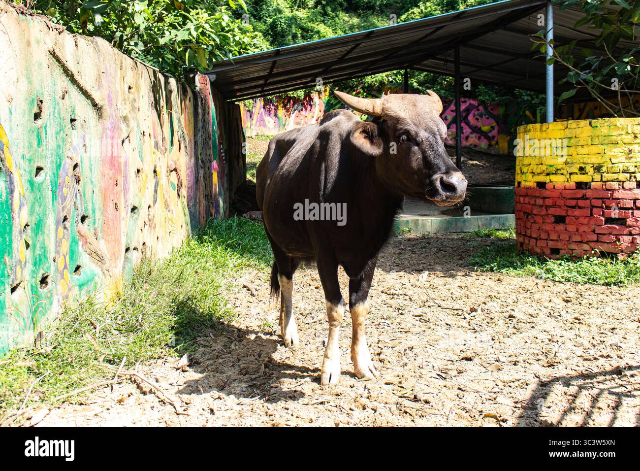 Buffalo Standing Calmly Inside the Zoo Area Stock Photo - Alamy