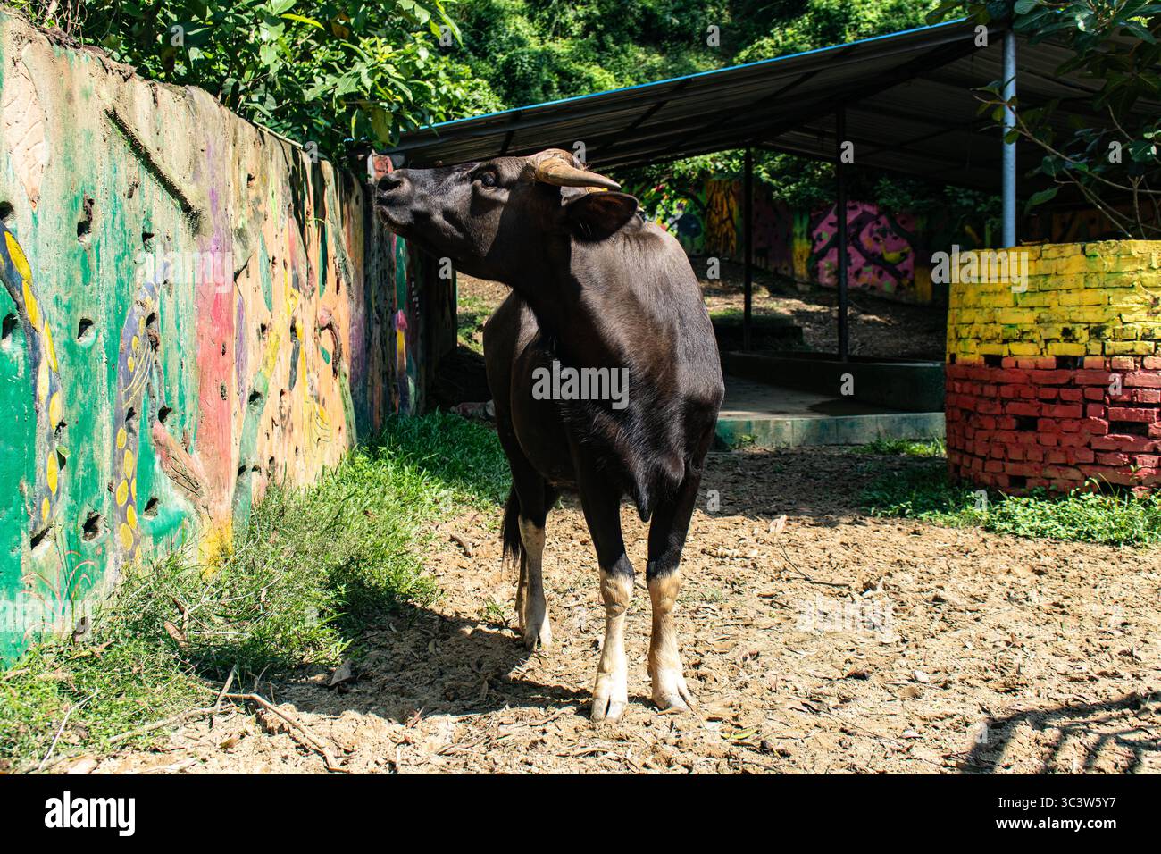 Buffalo standing still in a cage at Chattogram Zoo Stock Photo - Alamy