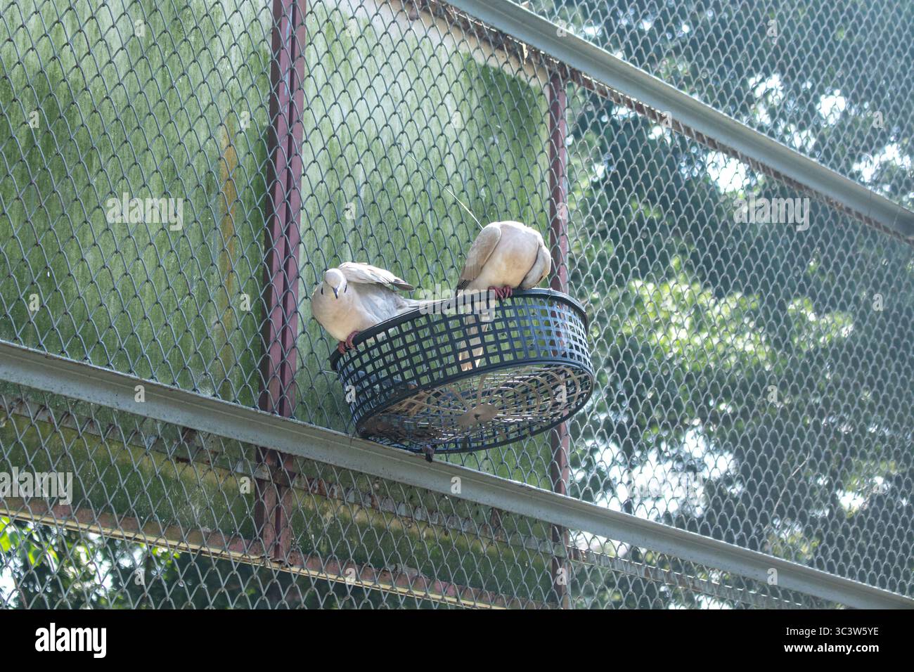 Caged doves resting inside Chattogram Zoo Stock Photo - Alamy