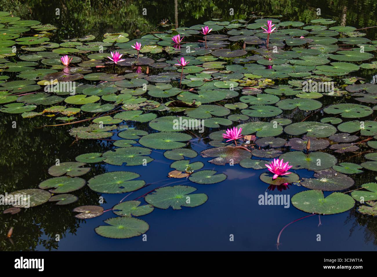 Lotus leaves pond hi-res stock photography and images - Alamy