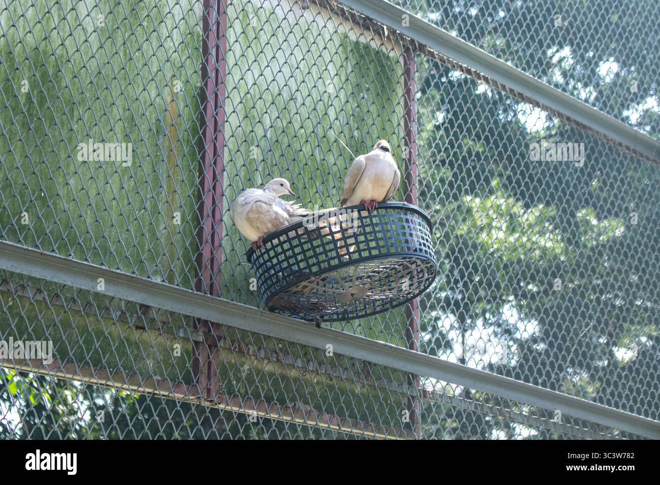 Doves Sitting Calmly in a Zoo Cage Stock Photo - Alamy