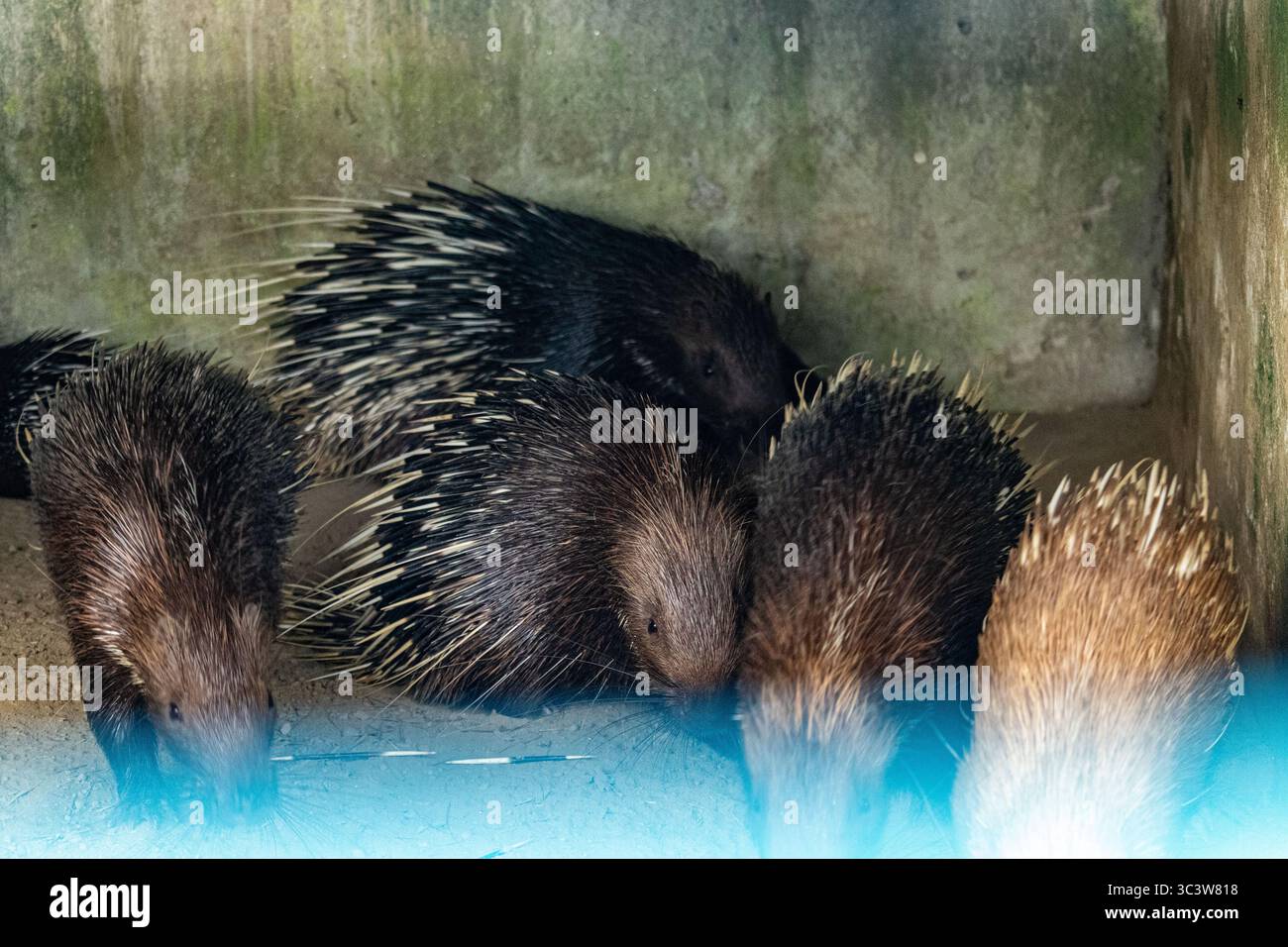 Family porcupine lying zoo hi-res stock photography and images - Alamy