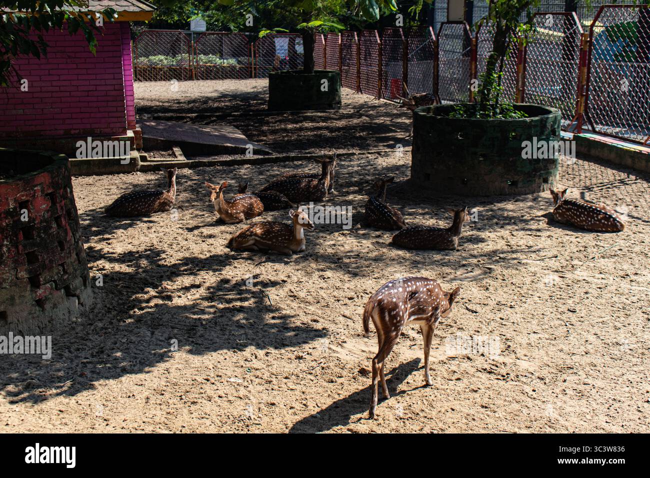 Deer resting under tree hi-res stock photography and images - Alamy