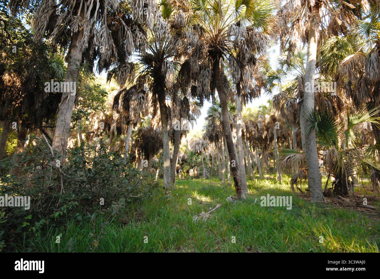Cabbage Palm (Sabal palmetto) Hammock. Mesic to xeric. Primarily ...