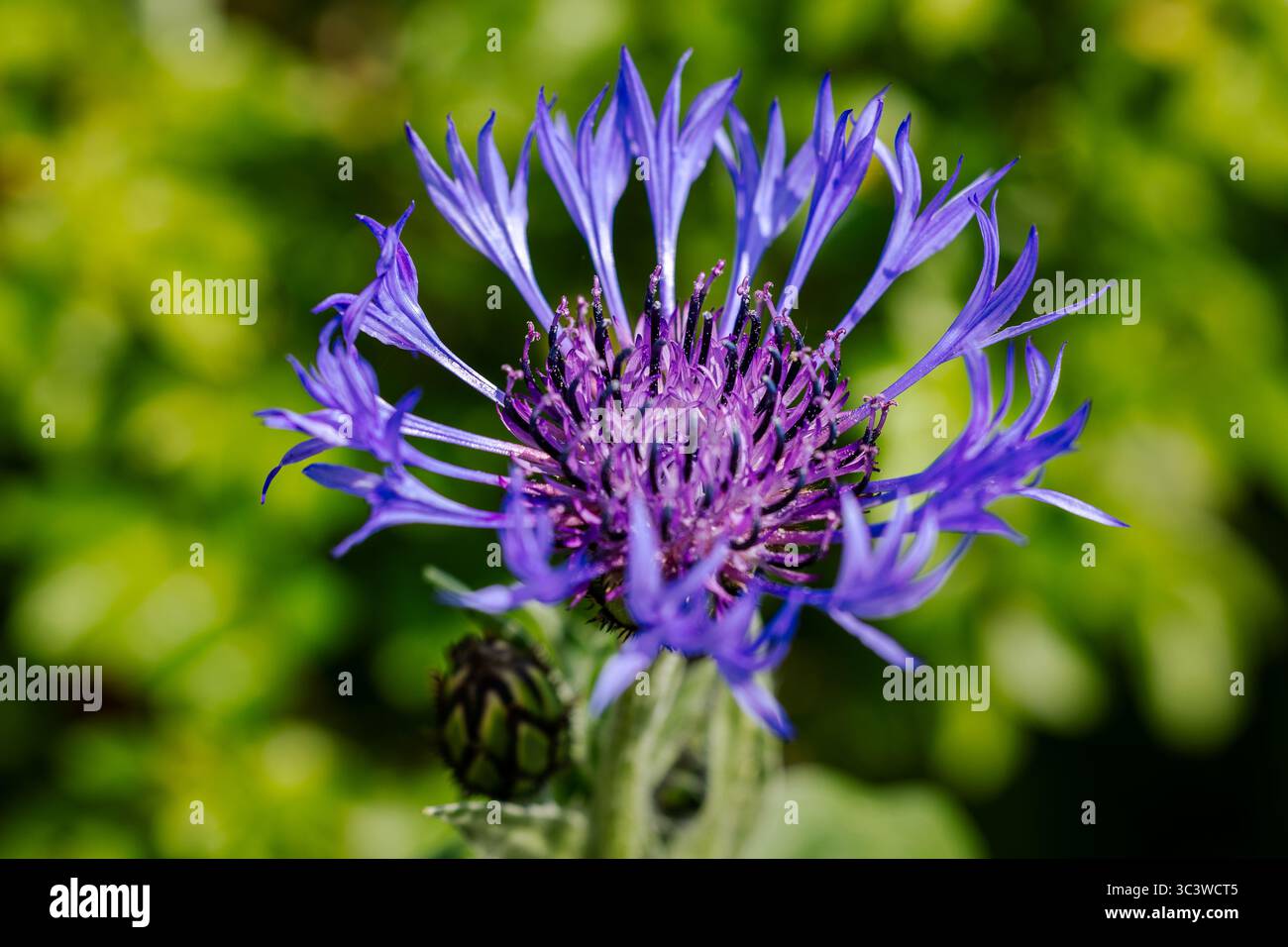 Centaurea montana, commonly known as the perennial cornflower or ...