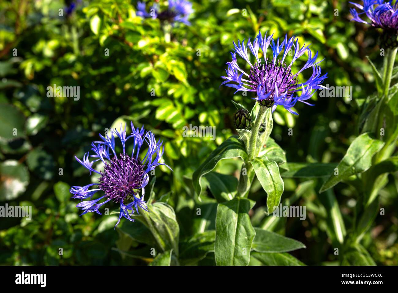 Centaurea montana commonly known hi-res stock photography and images ...