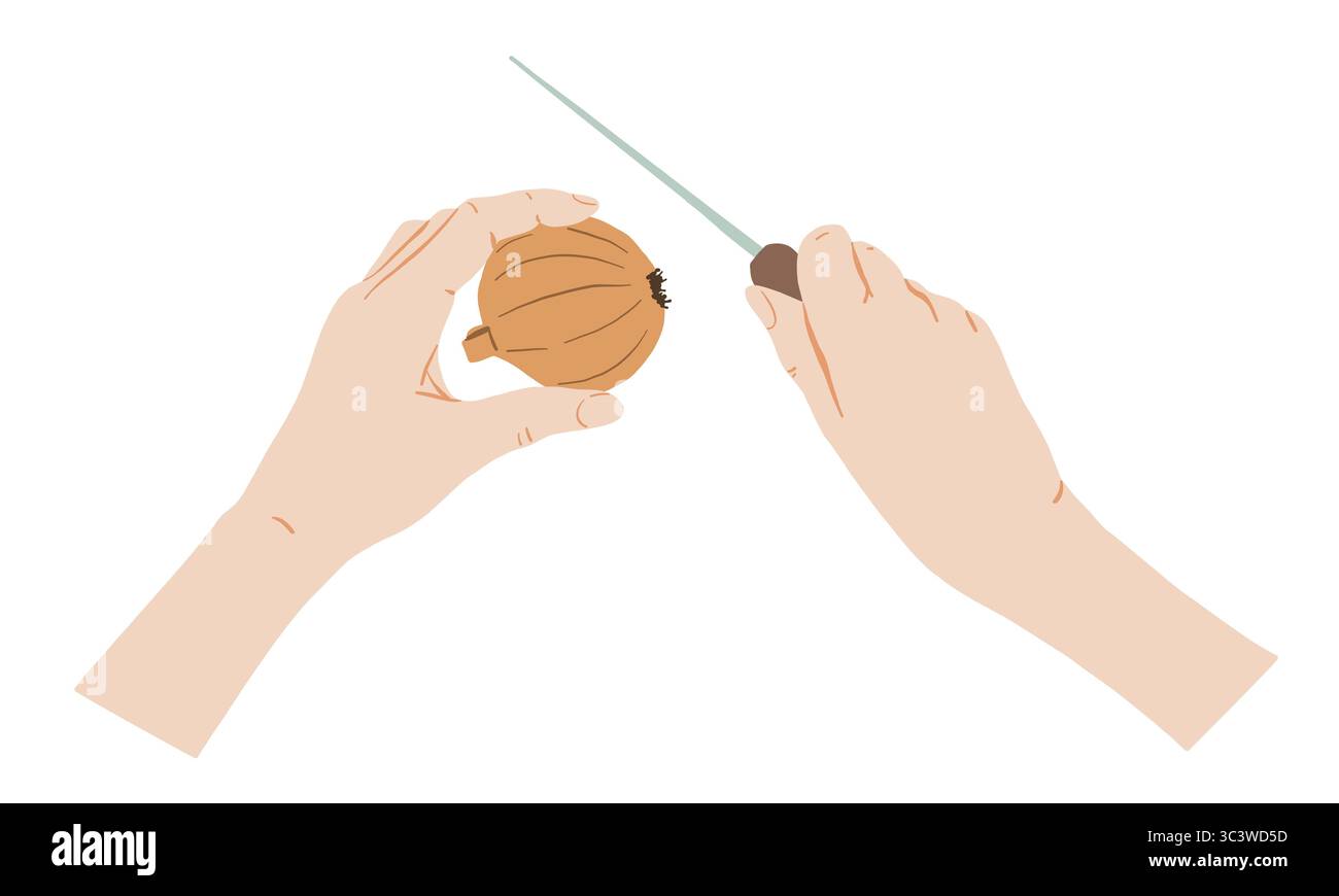 Human hands holding onion and knife for cutting vegetables, cooking ...