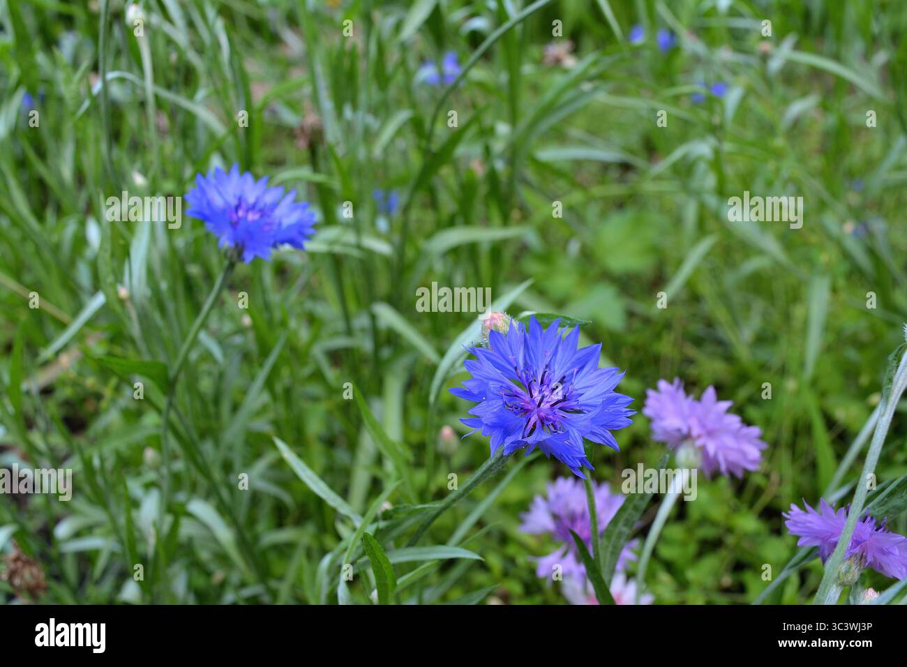 Electric blue cornflower hi-res stock photography and images - Alamy