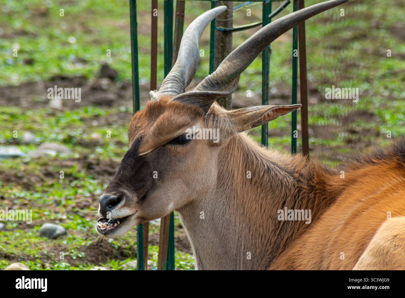 Side view of a relaxed antelope with long spiral horns captured mid ...