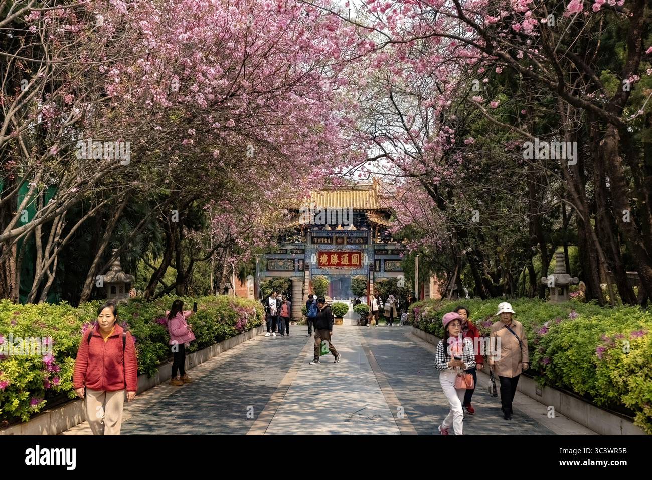 People visiting Yuantong Temple, entrance gate and sakura blossom in ...