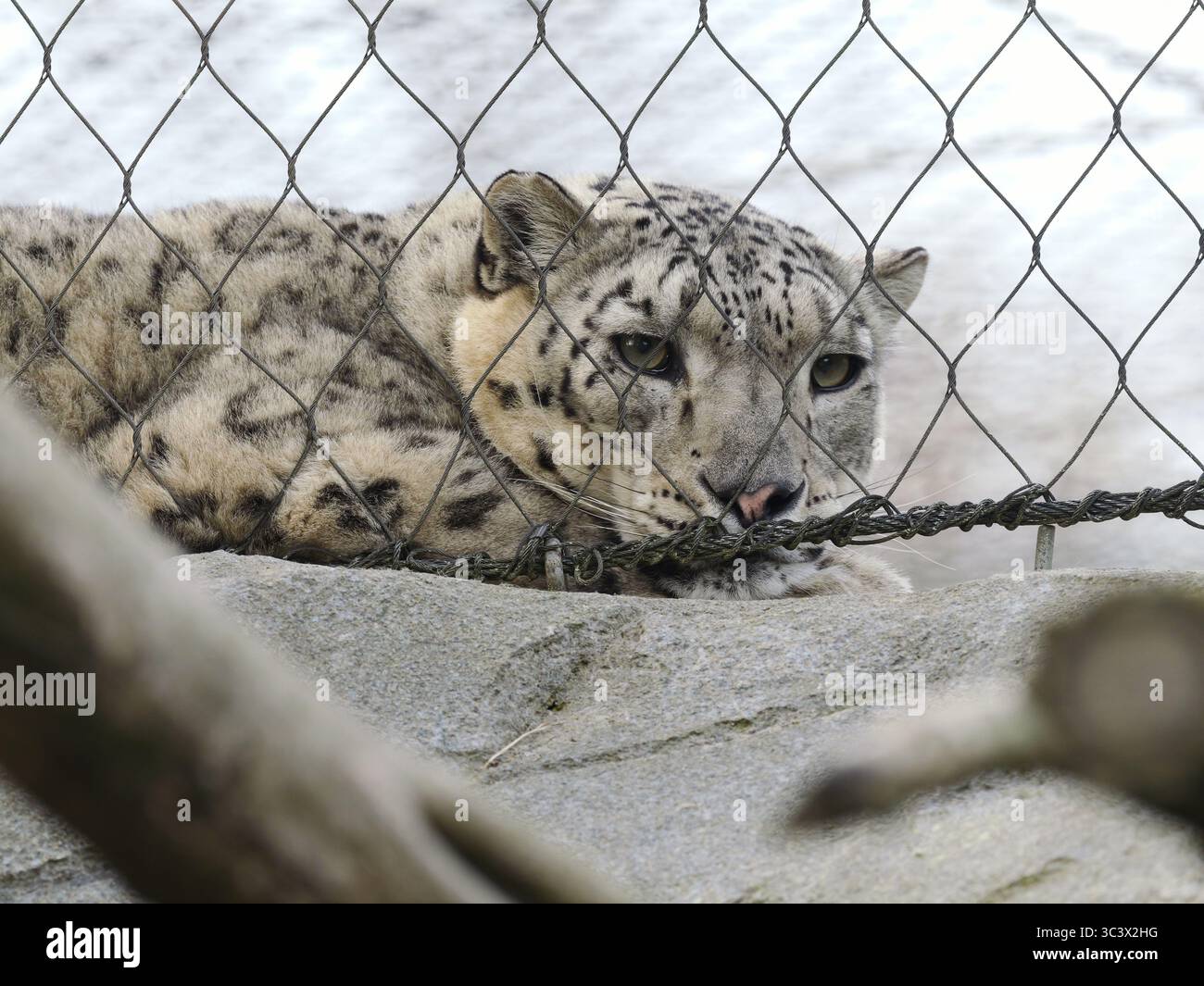 Leopard behind glass enclosure hi-res stock photography and images - Alamy