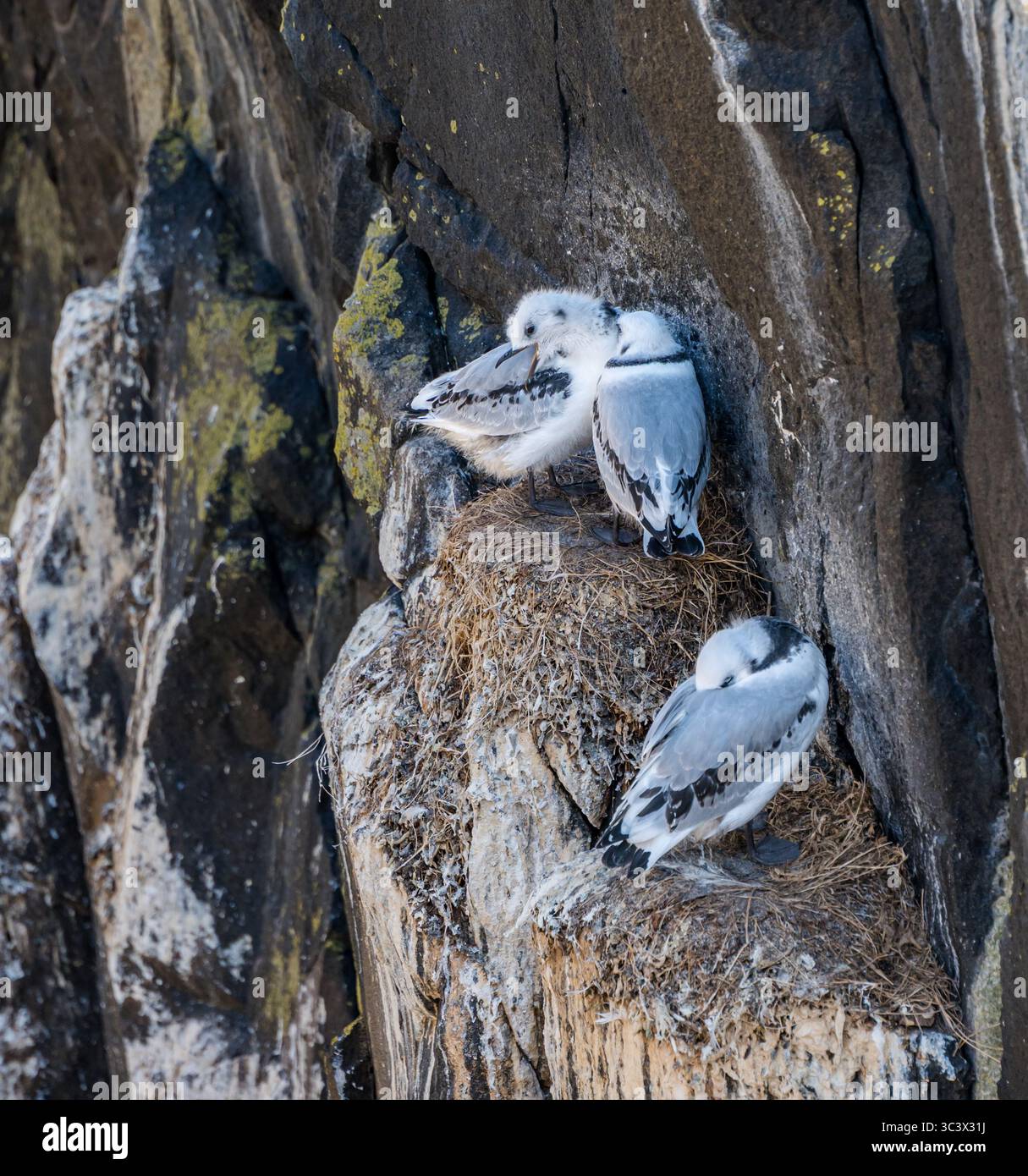 Scotland, UK, 27th July 2025. Seabird wildlife on Isle of May ...