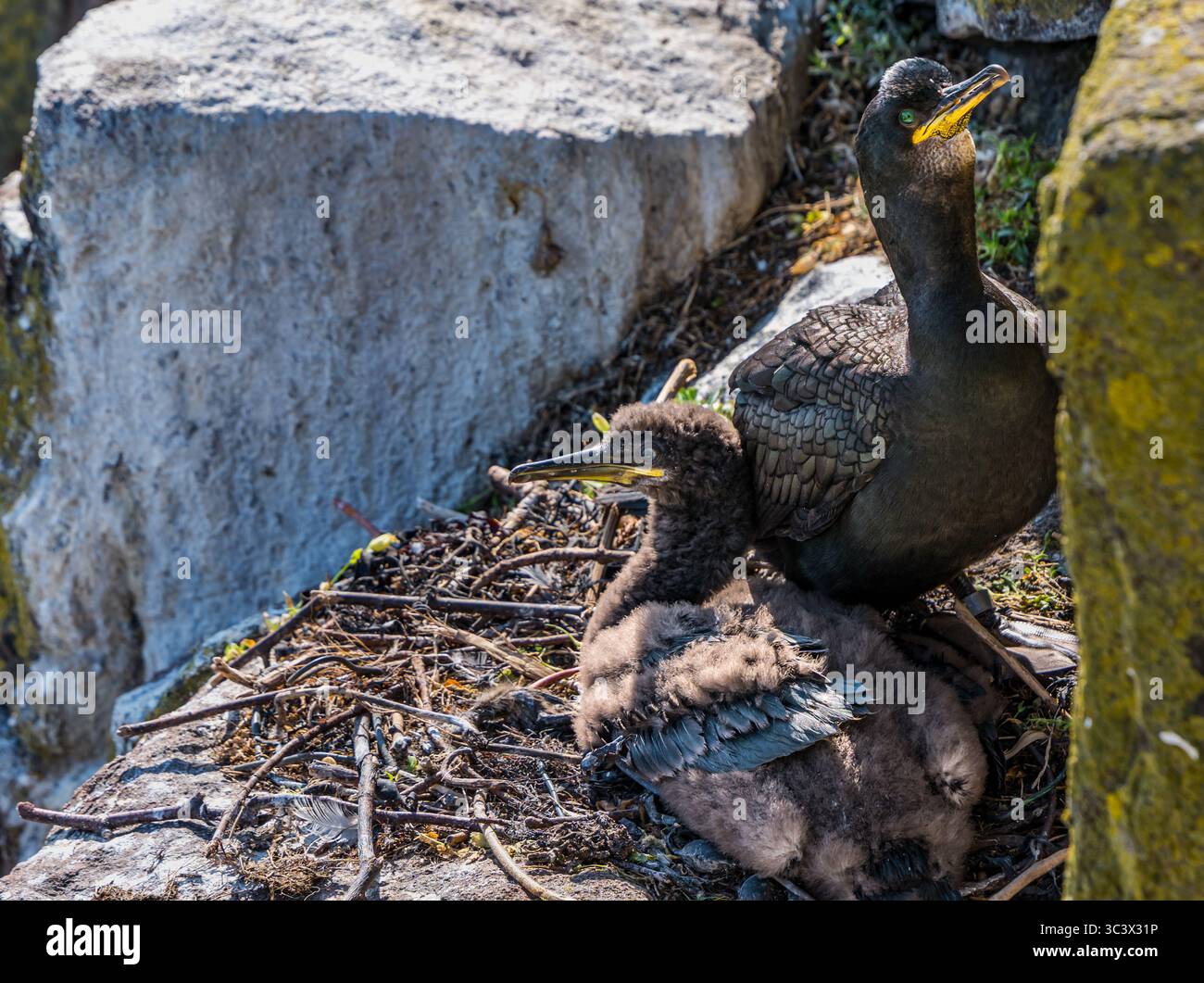Scotland, UK, 27th July 2025. Seabird wildlife on Isle of May: a shag ...