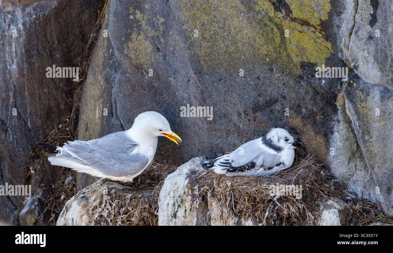 Scotland, UK, 27th July 2025. Seabird wildlife on Isle of May ...