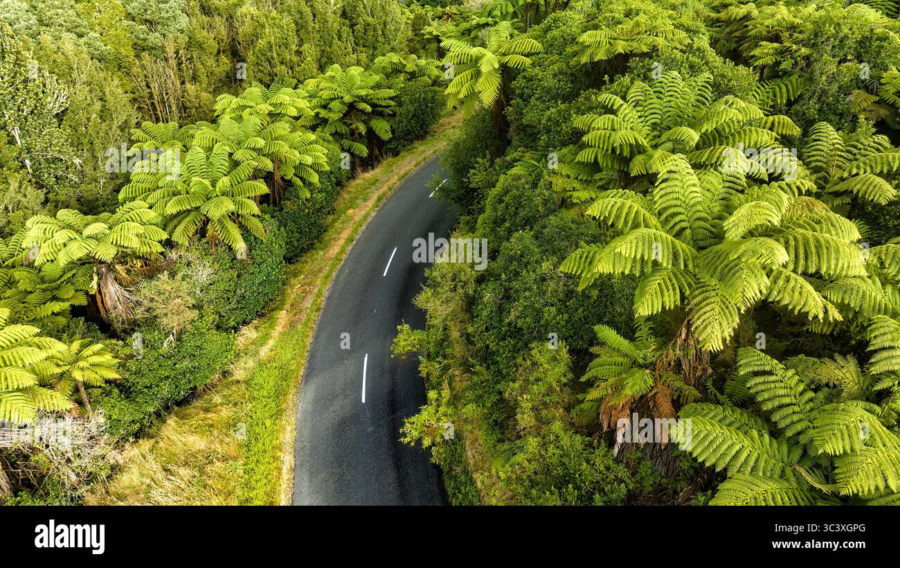 Drone view of road winding through native Ponga tree ferns Stock Photo ...