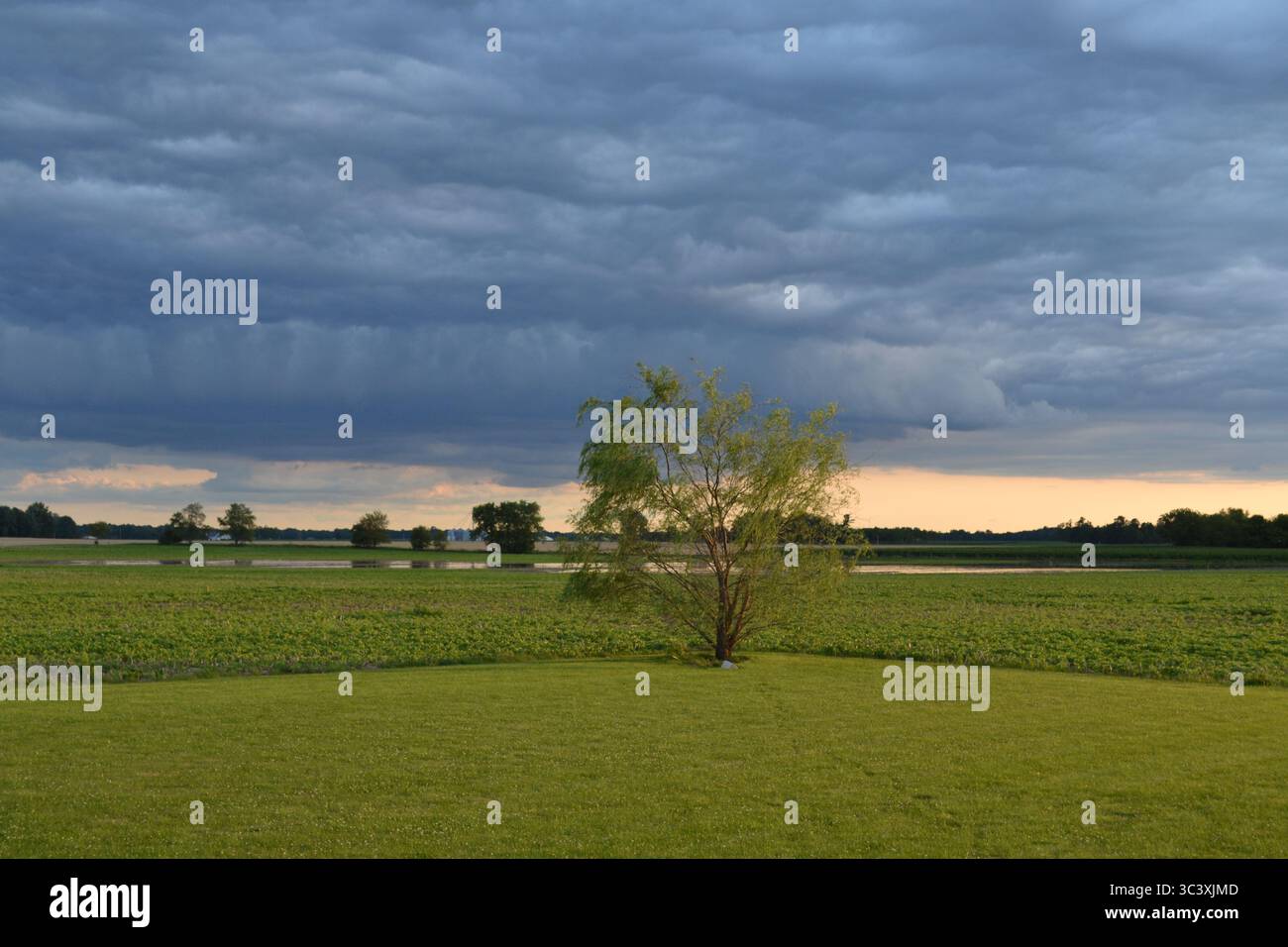 single willow tree in country Stock Photo - Alamy