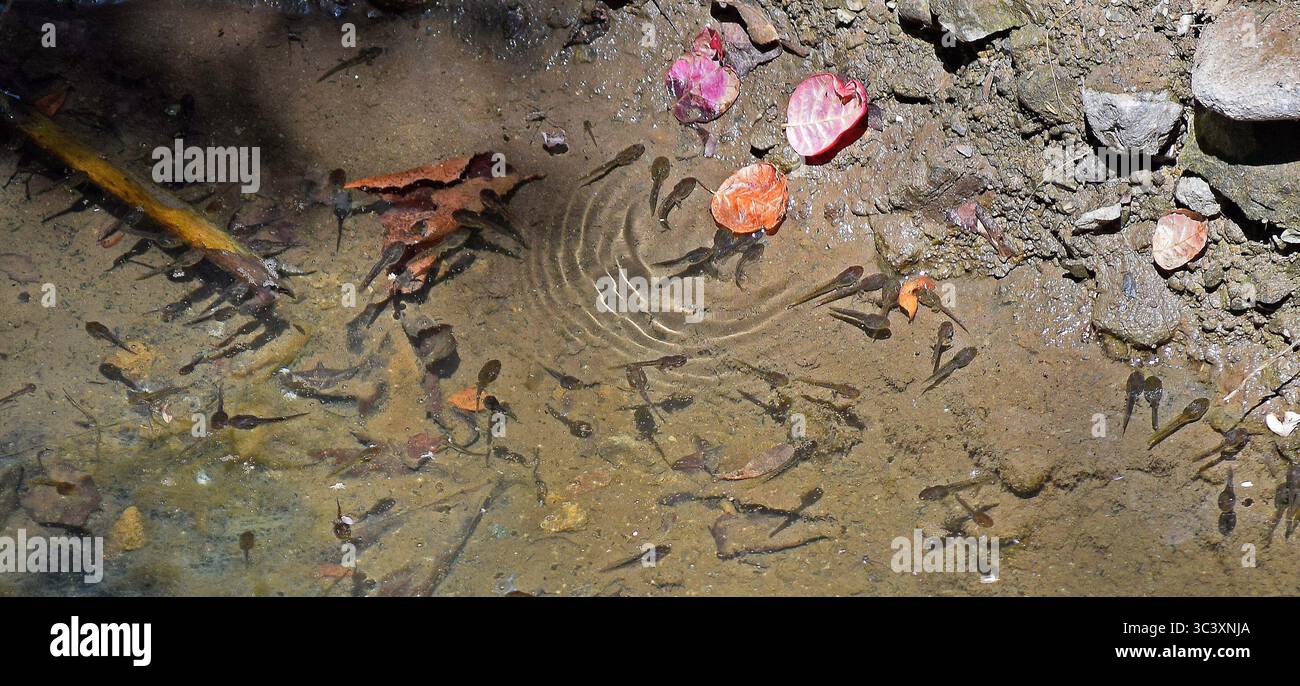 tadpoles and a couple newt larvae in creek in Dry Creek Pioneer ...